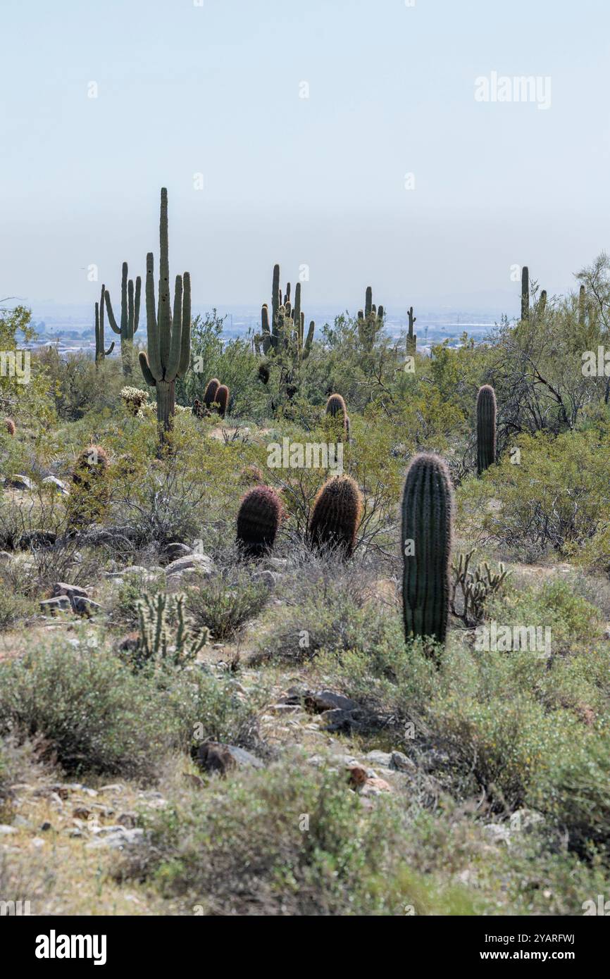 Variety of native cacti at the White Tank Mountain Regional Park in ...