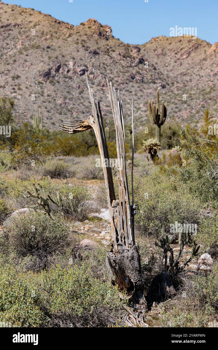 Skeleton of a dead Saguaro (Carnegiea gigantea) cactus at the White ...