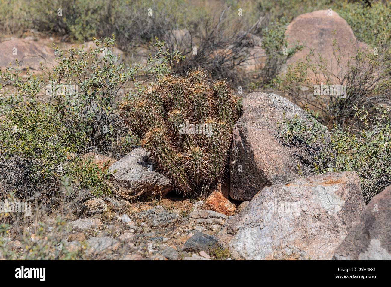 Teddy bear cholla (Cylindropuntia bigelovii) cactus at the White Tank ...
