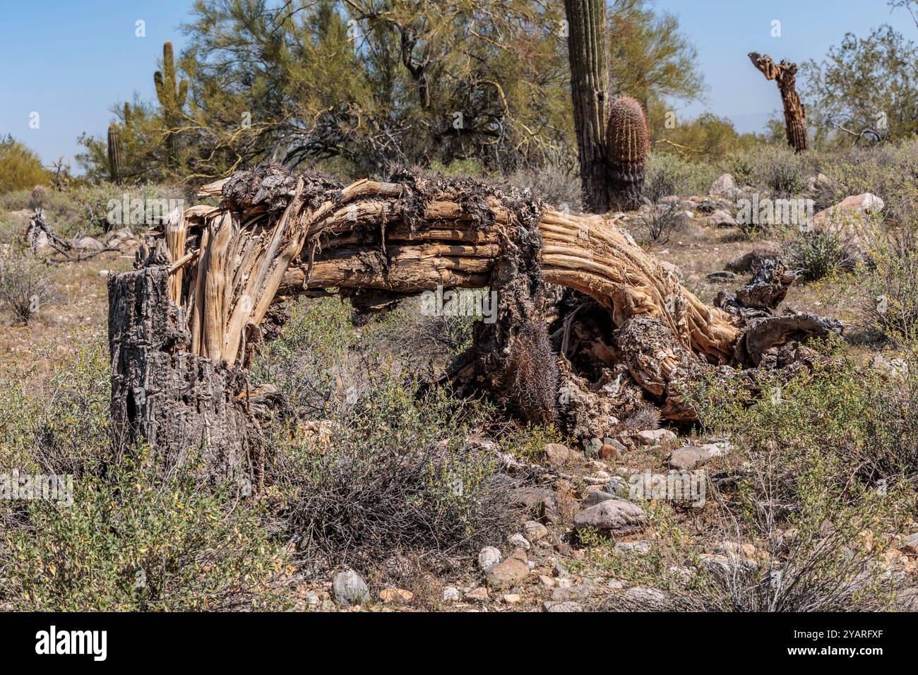 Skeleton of a dead Saguaro (Carnegiea gigantea) cactus at the White ...