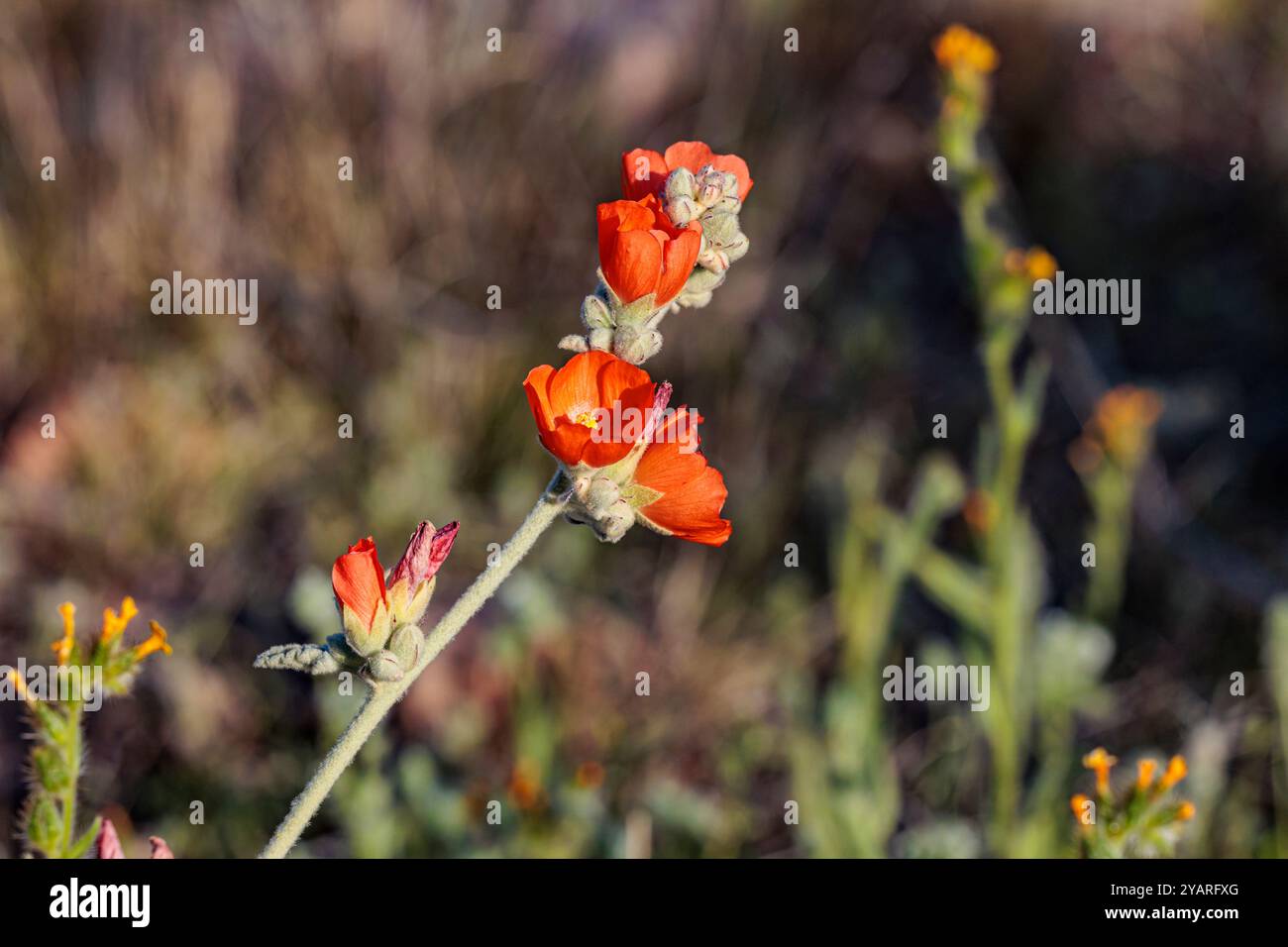 Close up of a budding desert globe mallow (Sphaeralcea ambigua) plant ...
