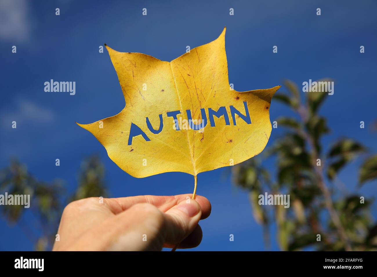 Hand holding beautiful yellow hi-res stock photography and images - Alamy