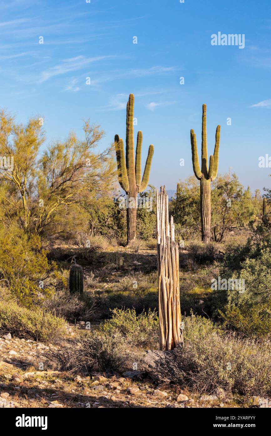 Healthy and dead Saguaro (Carnegiea gigantea) cacti at the White Tank ...
