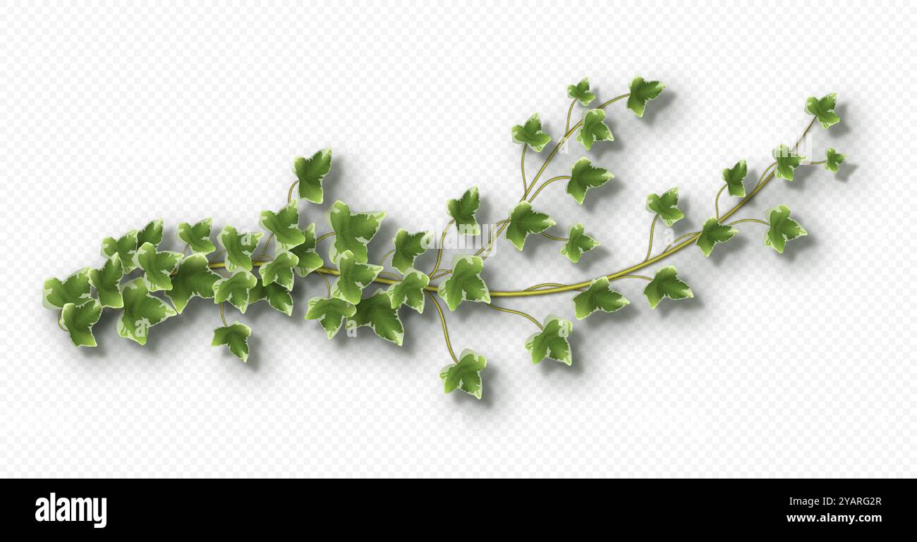 Ivy vine with lush green leaves. Hedera trailing branch Stock Vector ...