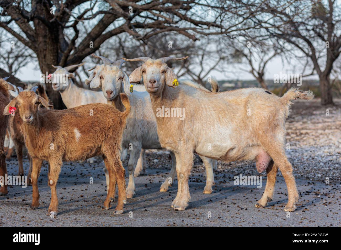 Domesticated goat livestock raised for meat producion on a ranch in ...