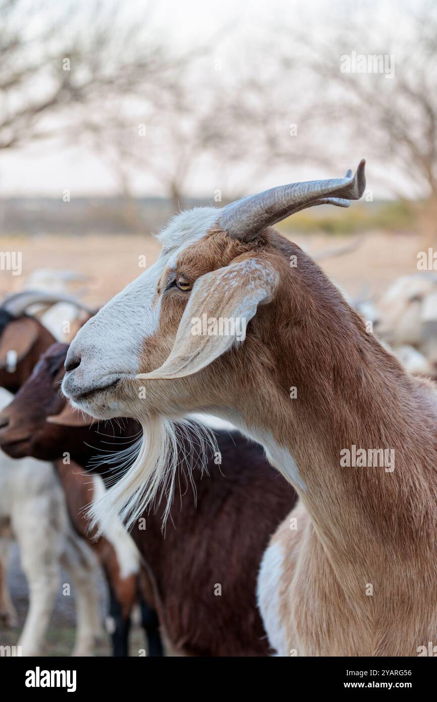 Domesticated goat livestock raised for meat producion on a ranch in ...