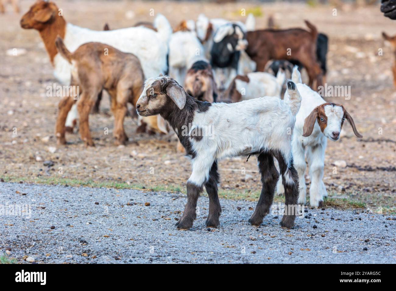 Newborn domesticated goat livestock raised for meat producion on a ...
