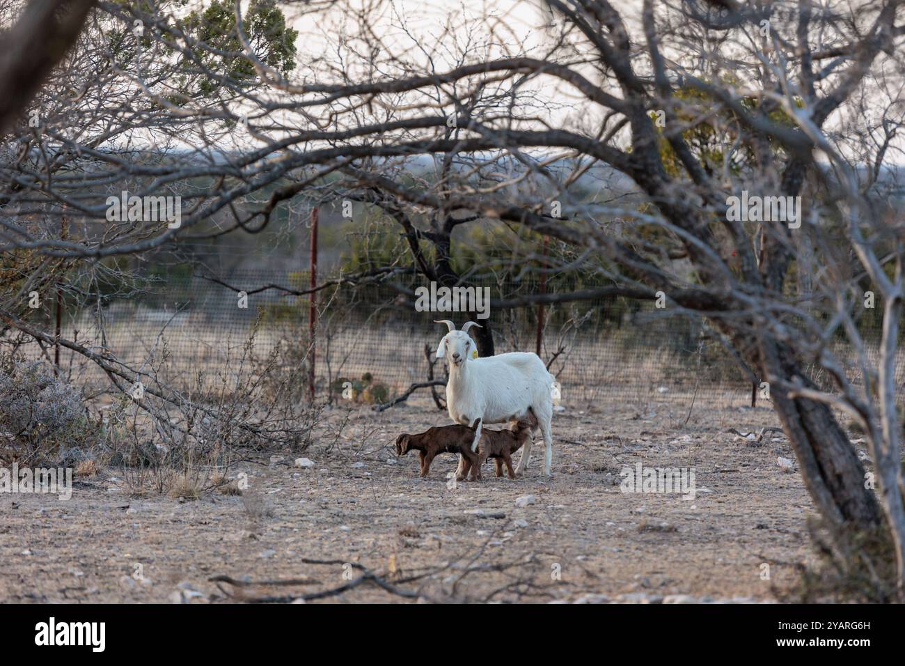 Goat farm milk goat newborn baby animal hi-res stock photography and ...