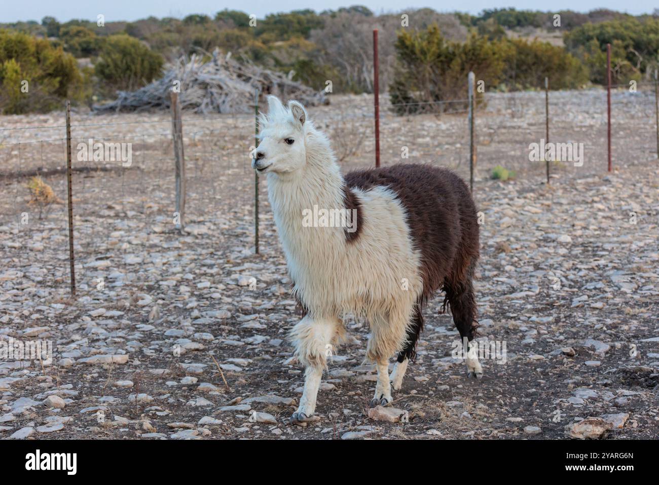 Domesticated alpaca livestock helps to protect goats from predators on ...