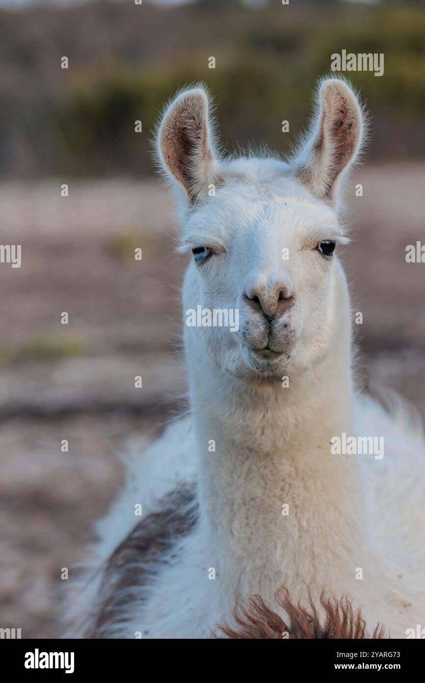 Domesticated alpaca livestock helps to protect goats from predators on ...