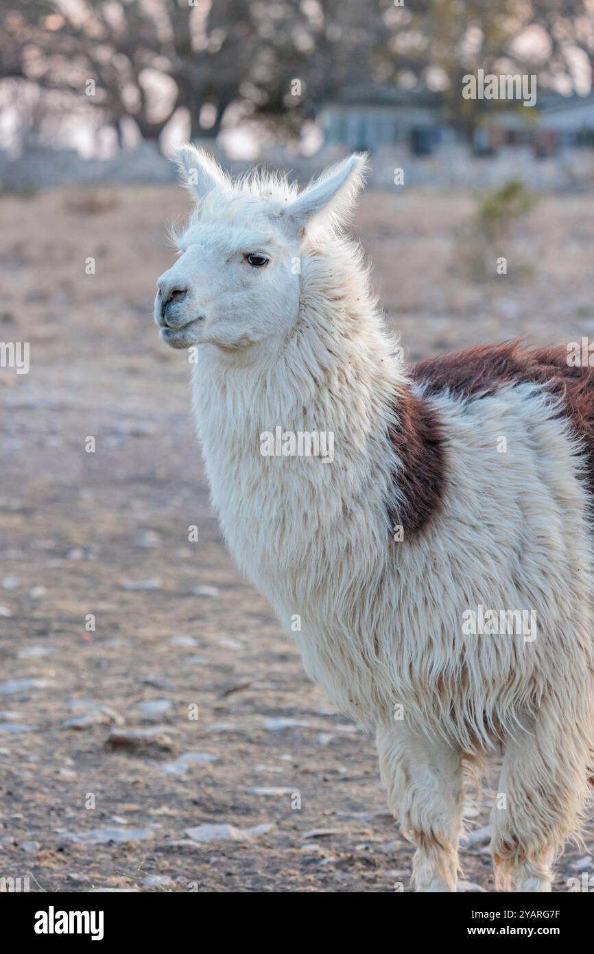 Domesticated alpaca livestock helps to protect goats from predators on ...