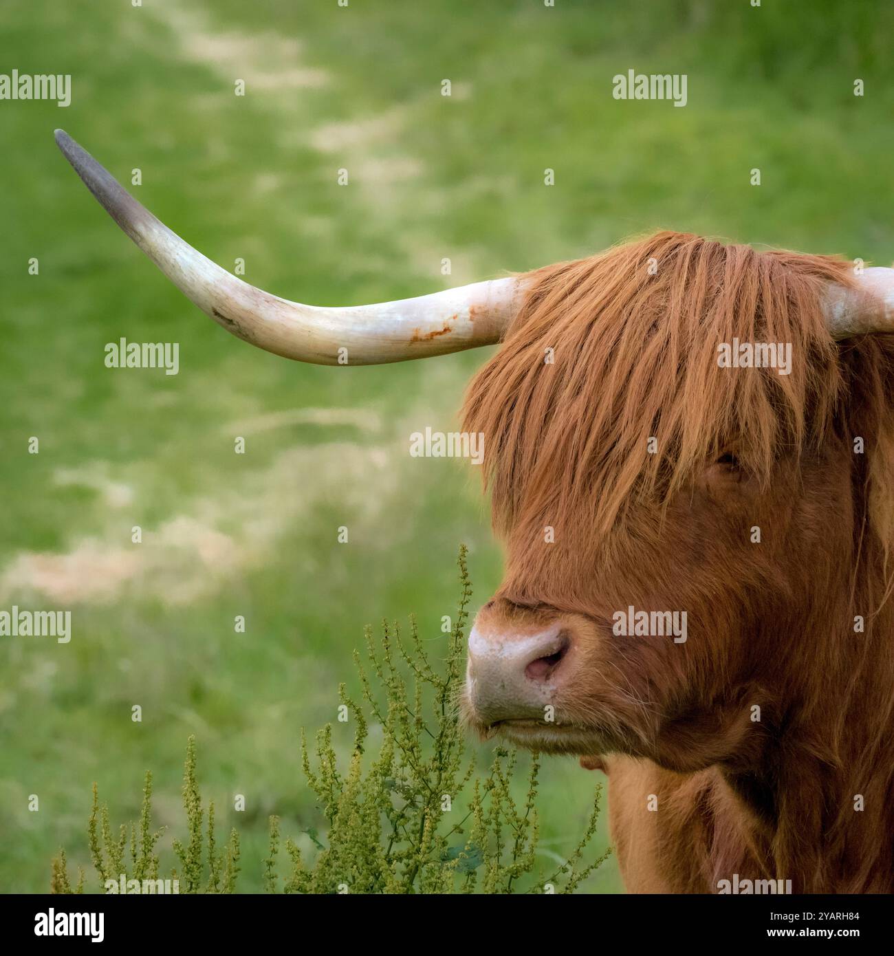 Viking cattle hi-res stock photography and images - Alamy
