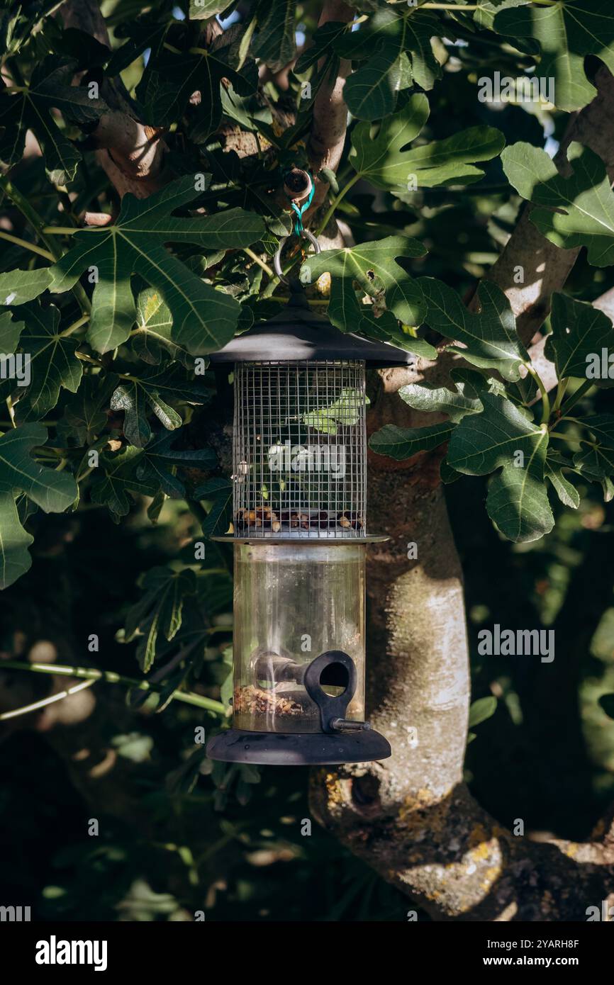 Bird feeder on a fig tree in the garden Stock Photo - Alamy