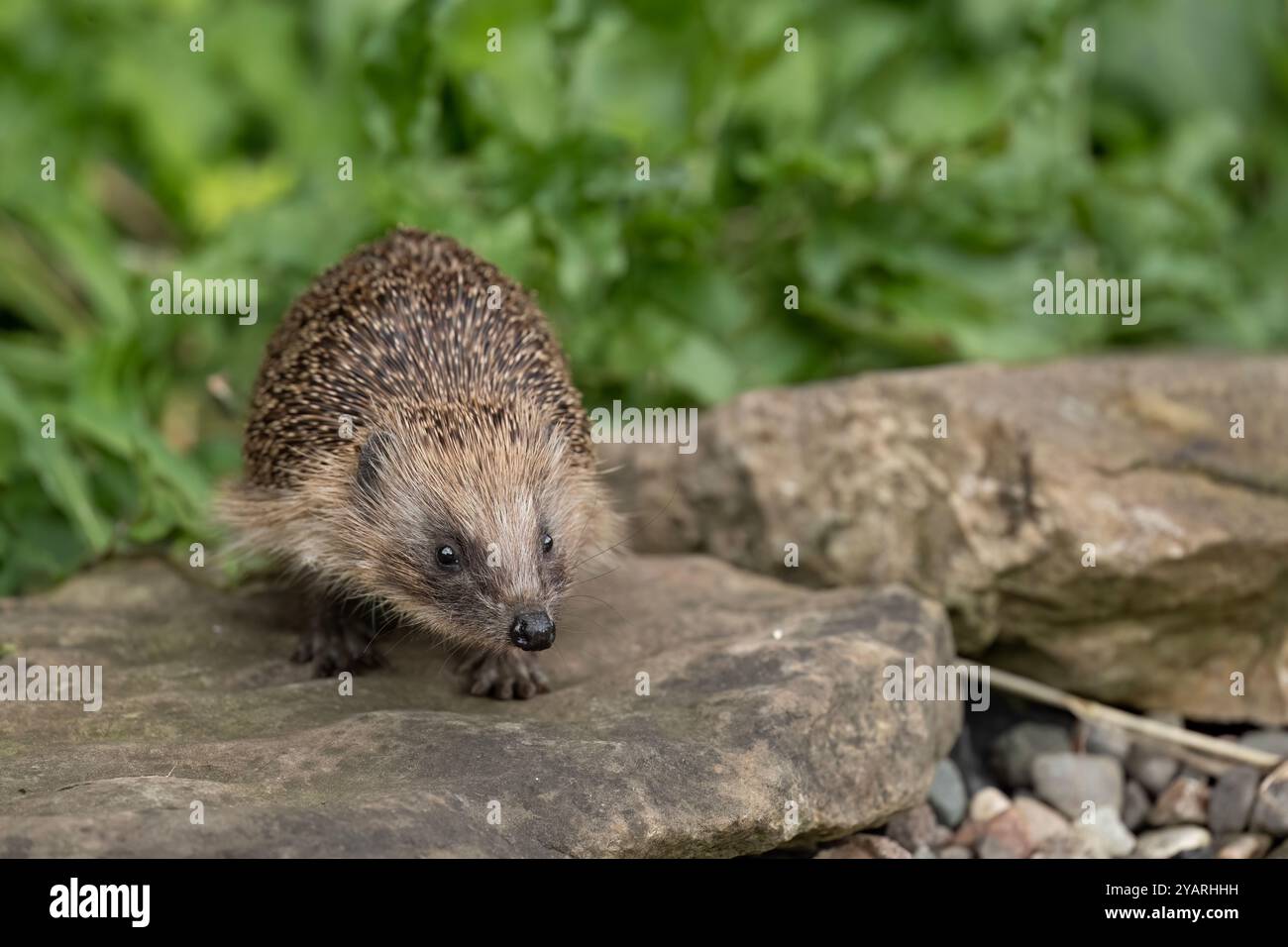 Large hedgehog hi-res stock photography and images - Alamy