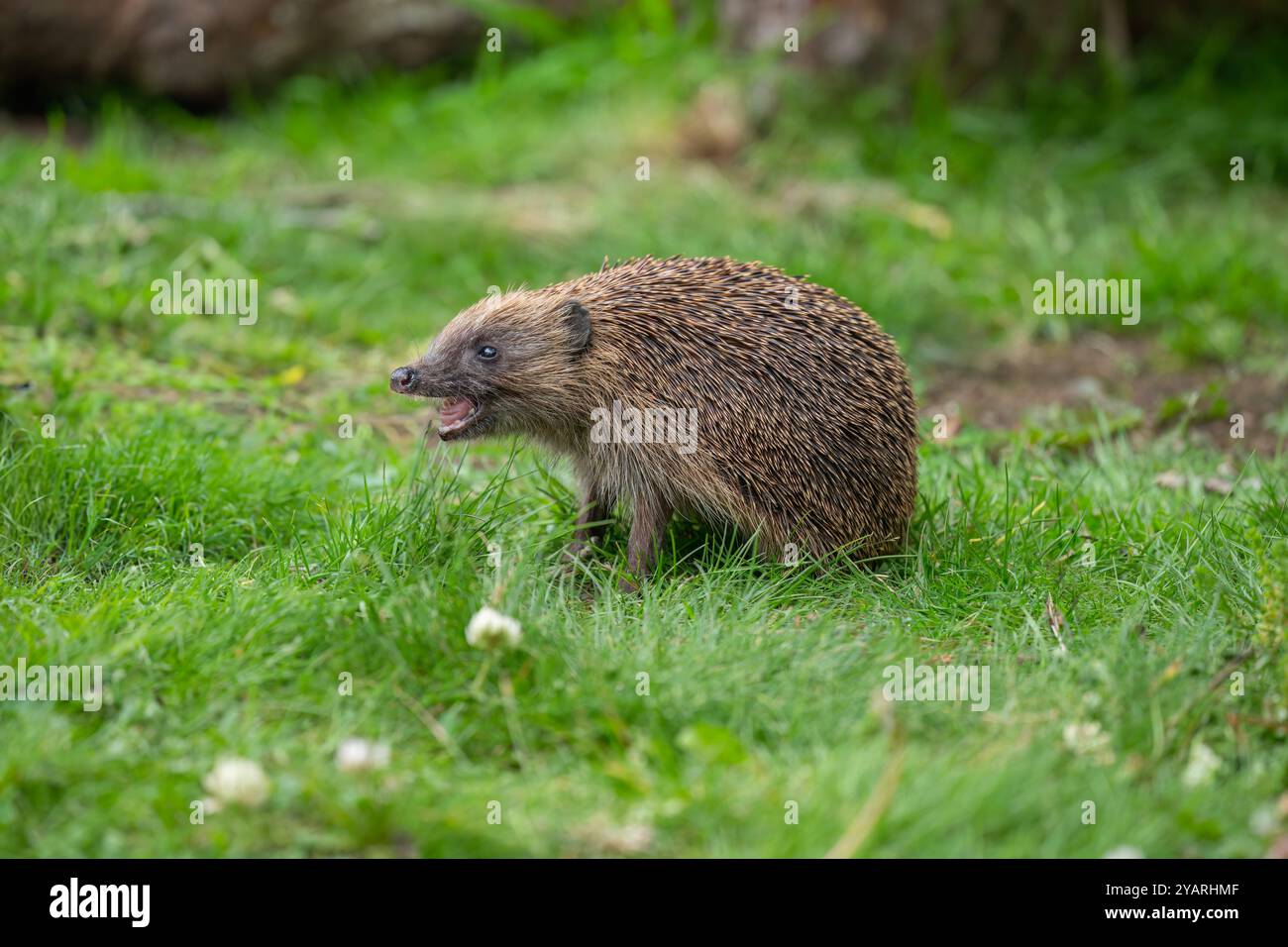 Hedgehog on the grass with its mouth open Stock Photo - Alamy
