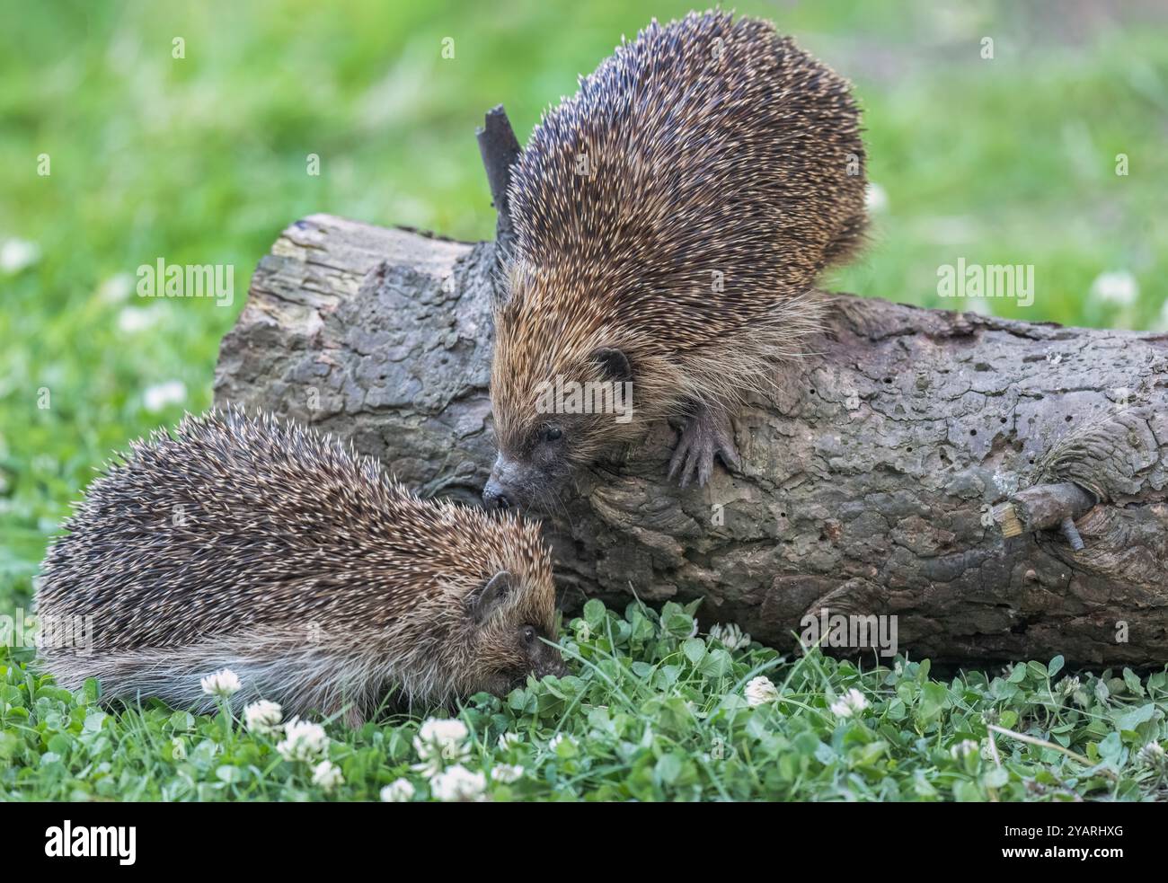 Hedgehog on green log hi-res stock photography and images - Alamy