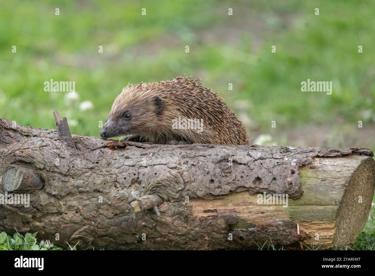 Over a log hi-res stock photography and images - Alamy