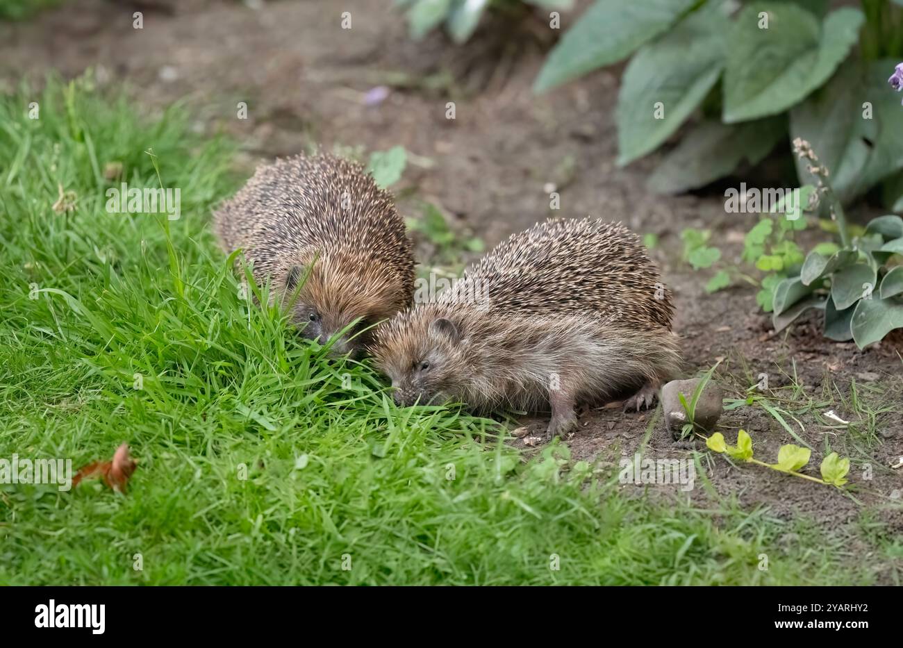 Hedgehogs uk garden hi-res stock photography and images - Alamy