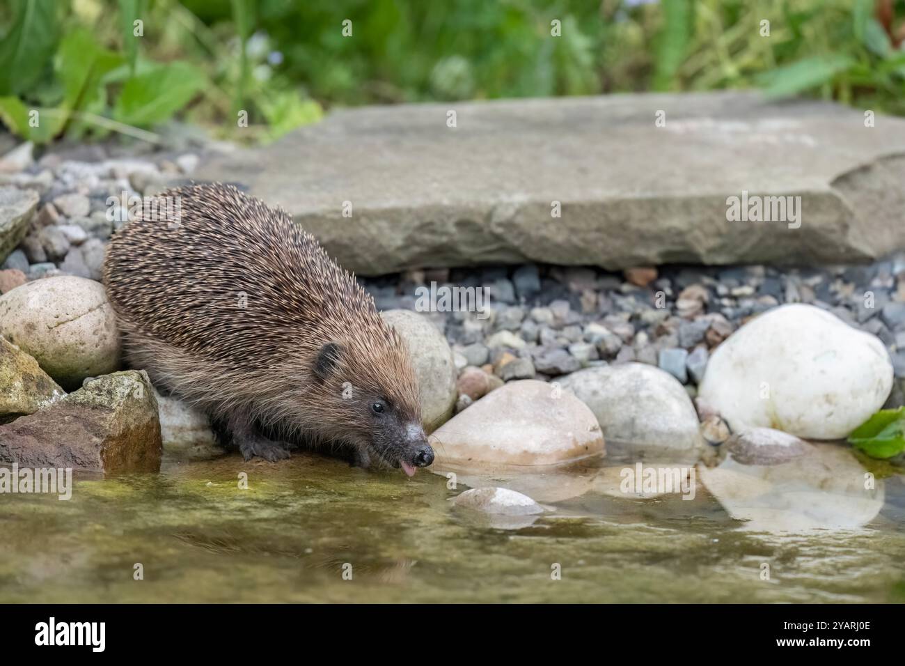 Drinking hedgehog hi-res stock photography and images - Alamy