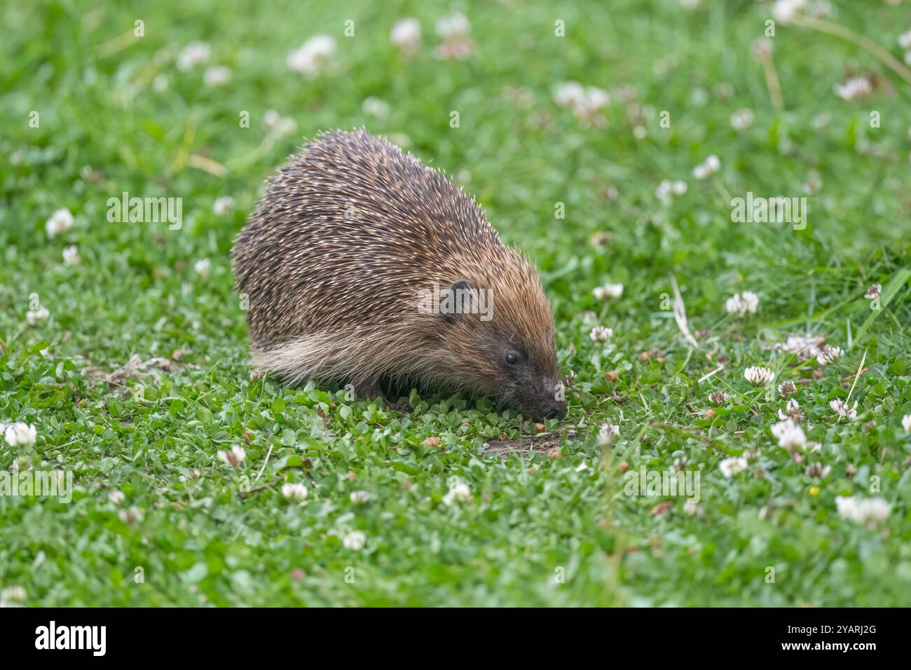 Eating hedgehog hi-res stock photography and images - Alamy