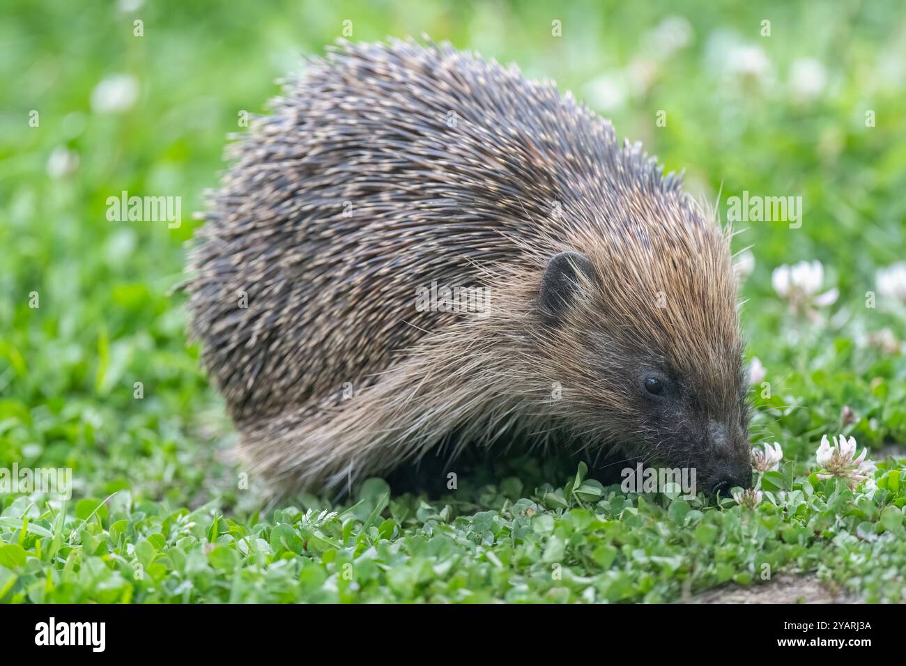 Eating hedgehog hi-res stock photography and images - Alamy