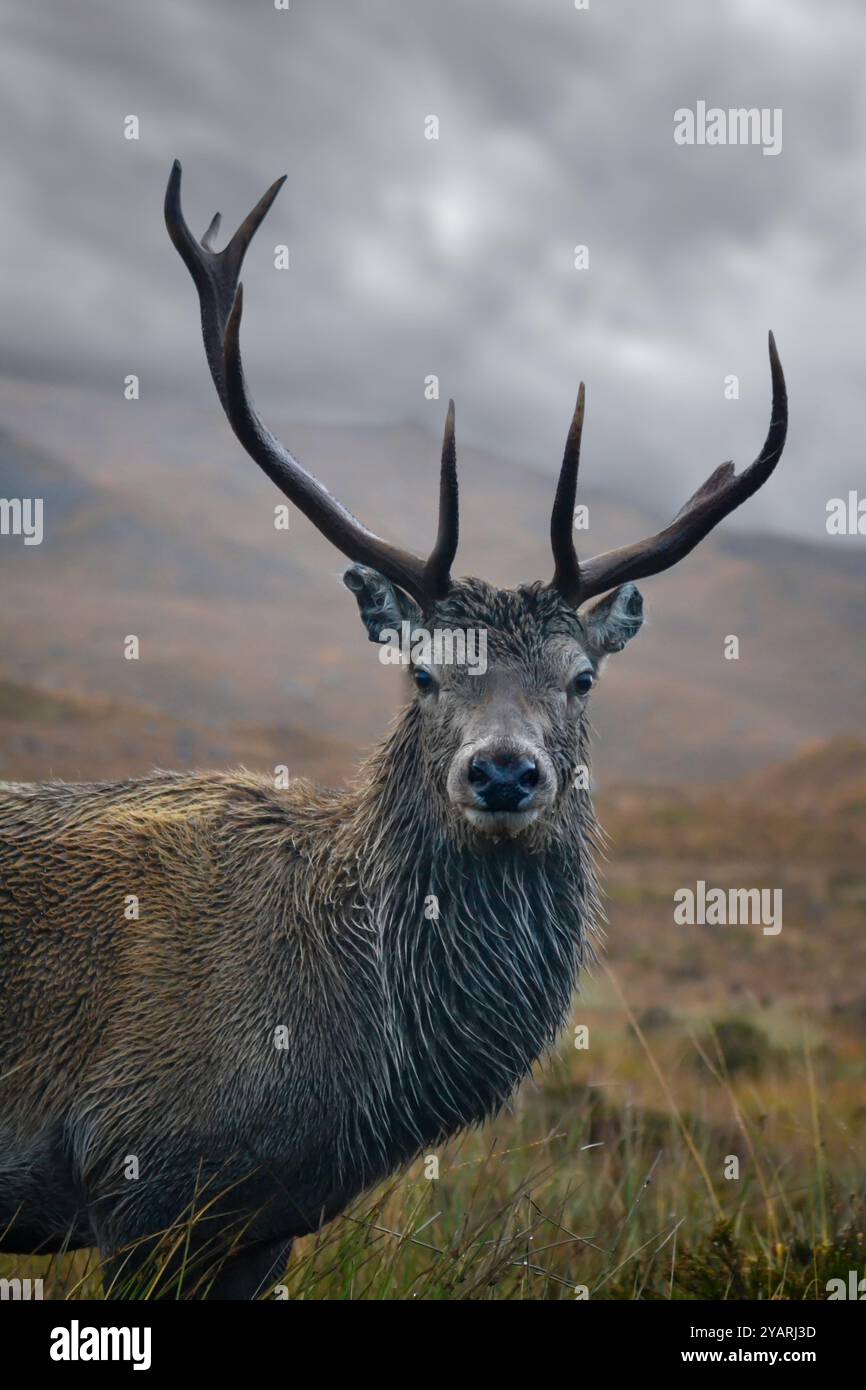 Stag trip hi-res stock photography and images - Alamy