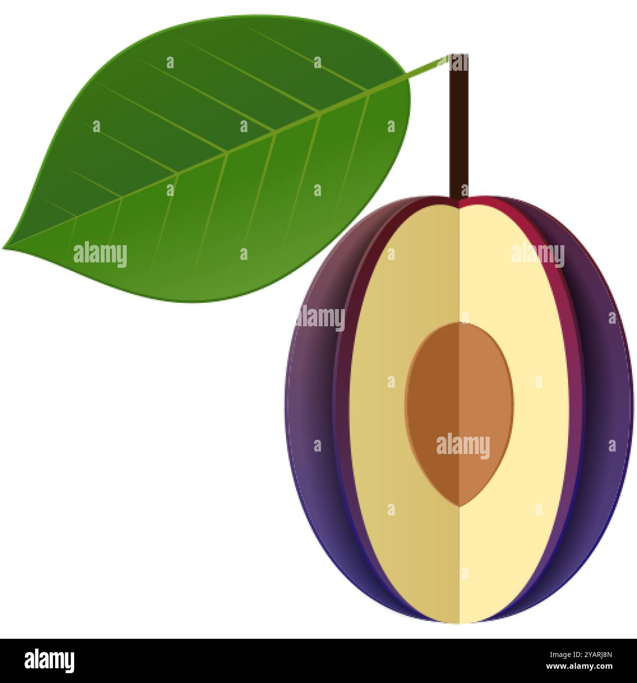 Plum fruit vector illustration ripe prune icon Stock Vector Image & Art ...