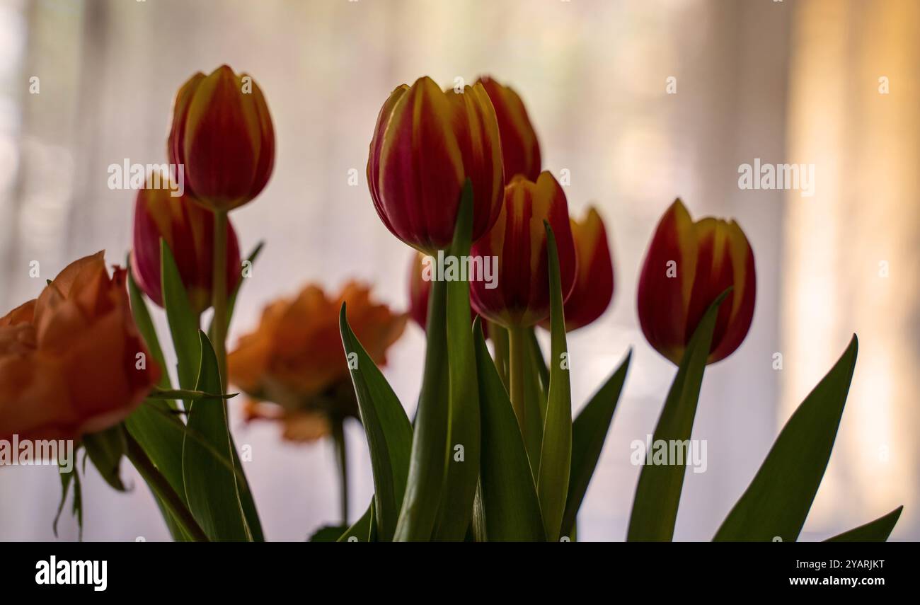A bouquet of red and yellow tulips and orange roses against a soft ...