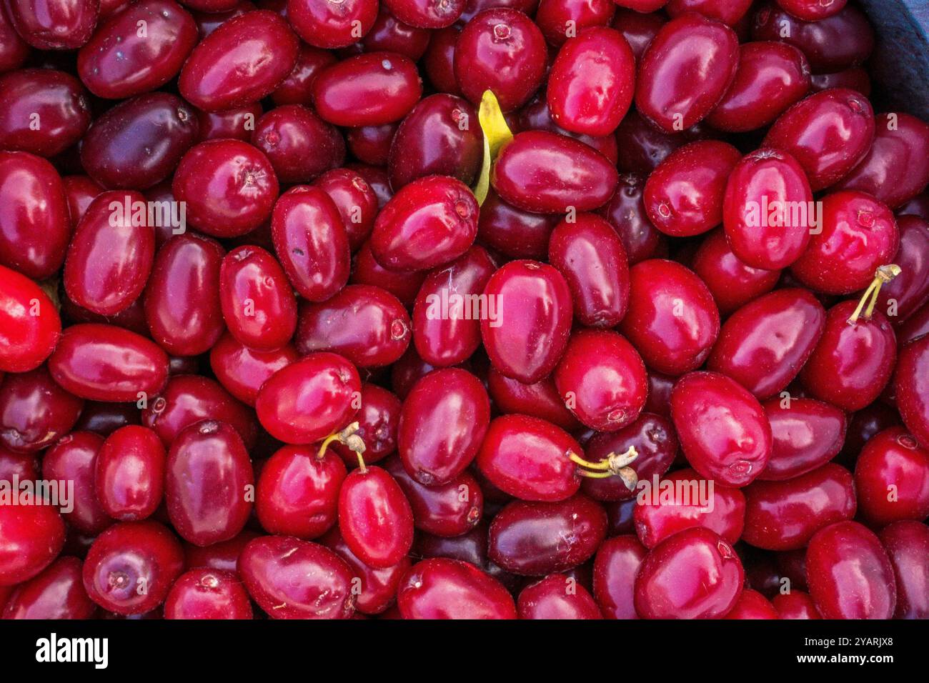 Red Cornels are Delicious and Healthy Stock Photo - Alamy