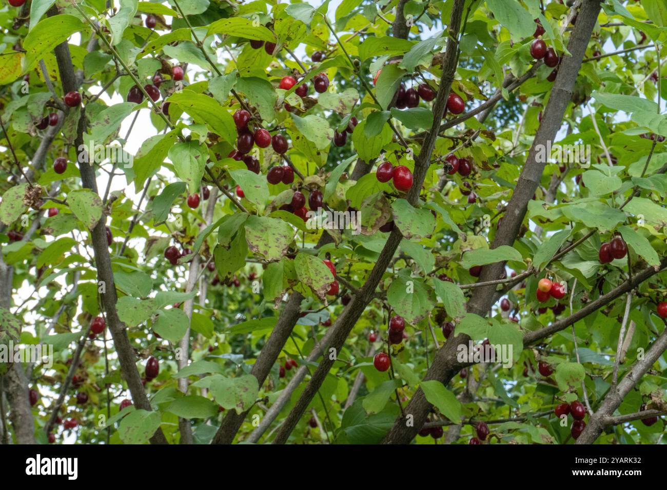 Red Cornels are Delicious and Healthy Stock Photo - Alamy