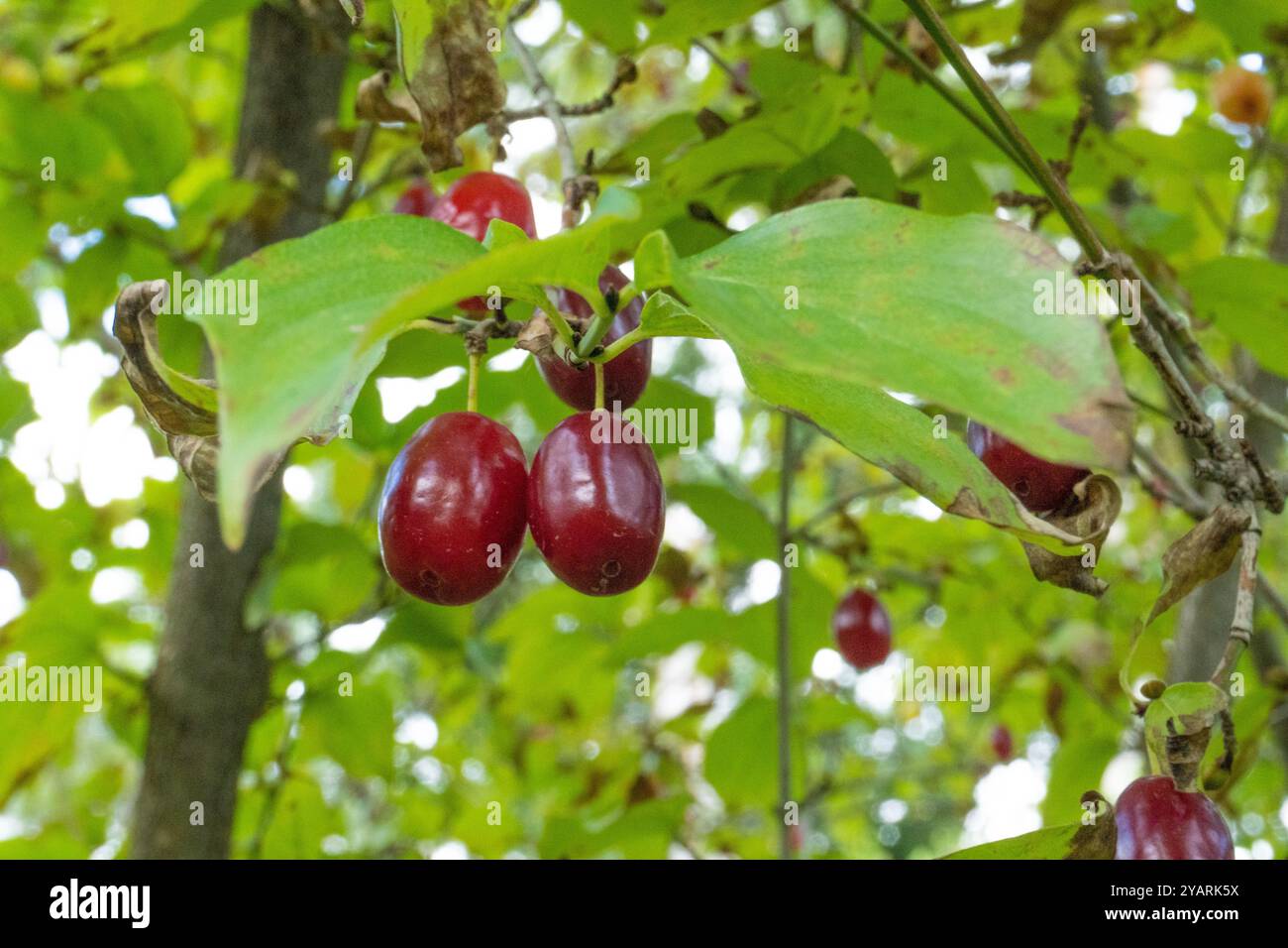 Red Cornels are Delicious and Healthy Stock Photo - Alamy