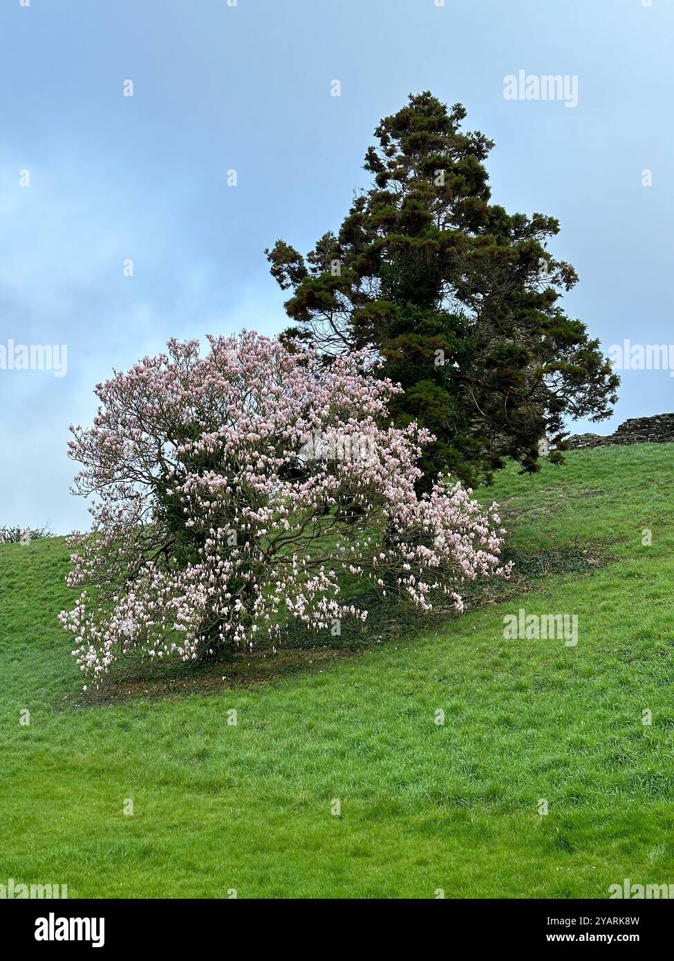 amazing magnolia tree in full bloom Stock Photo - Alamy