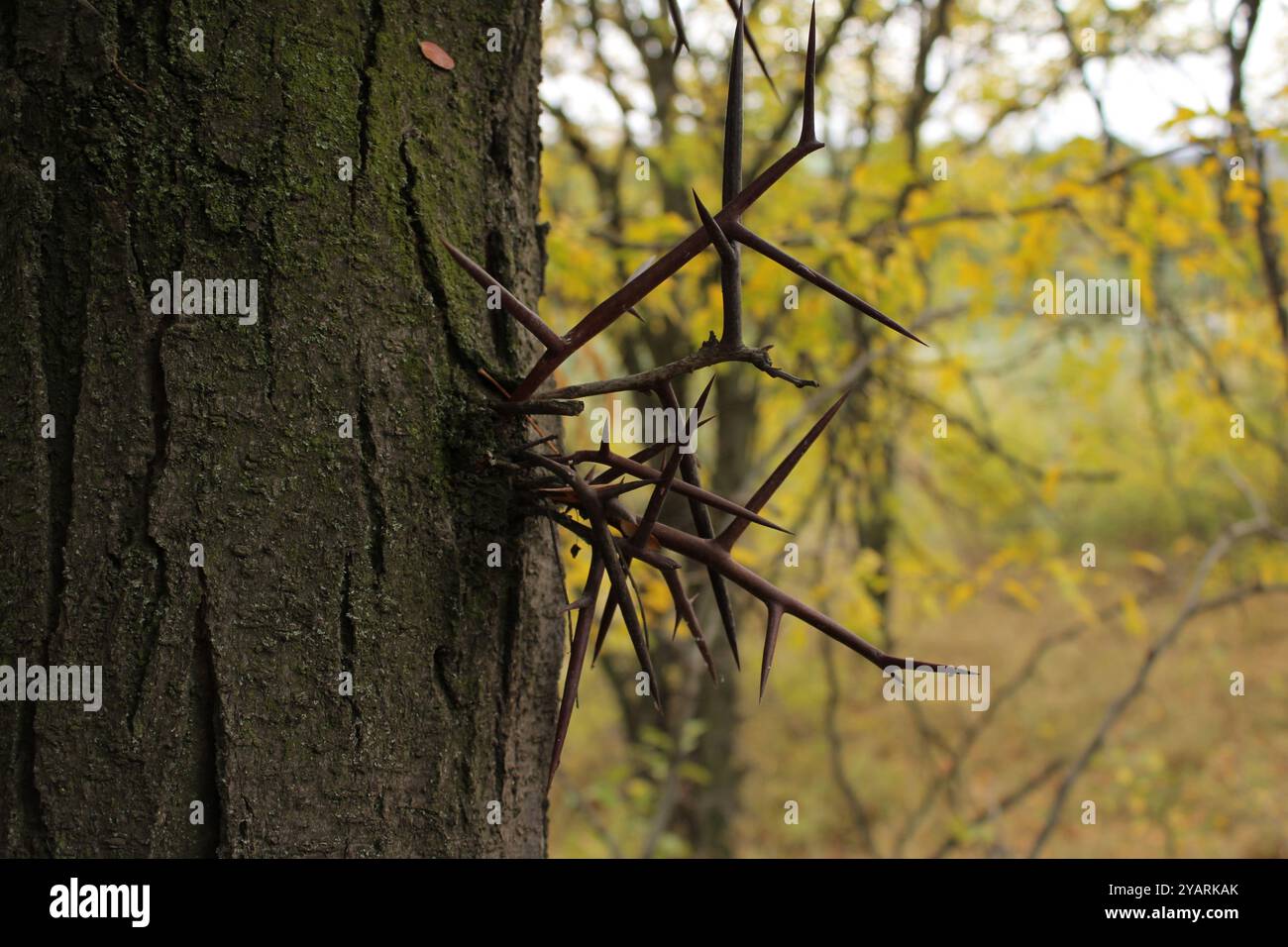 The thorny spikes of the tree impress with their toughness, protruding ...