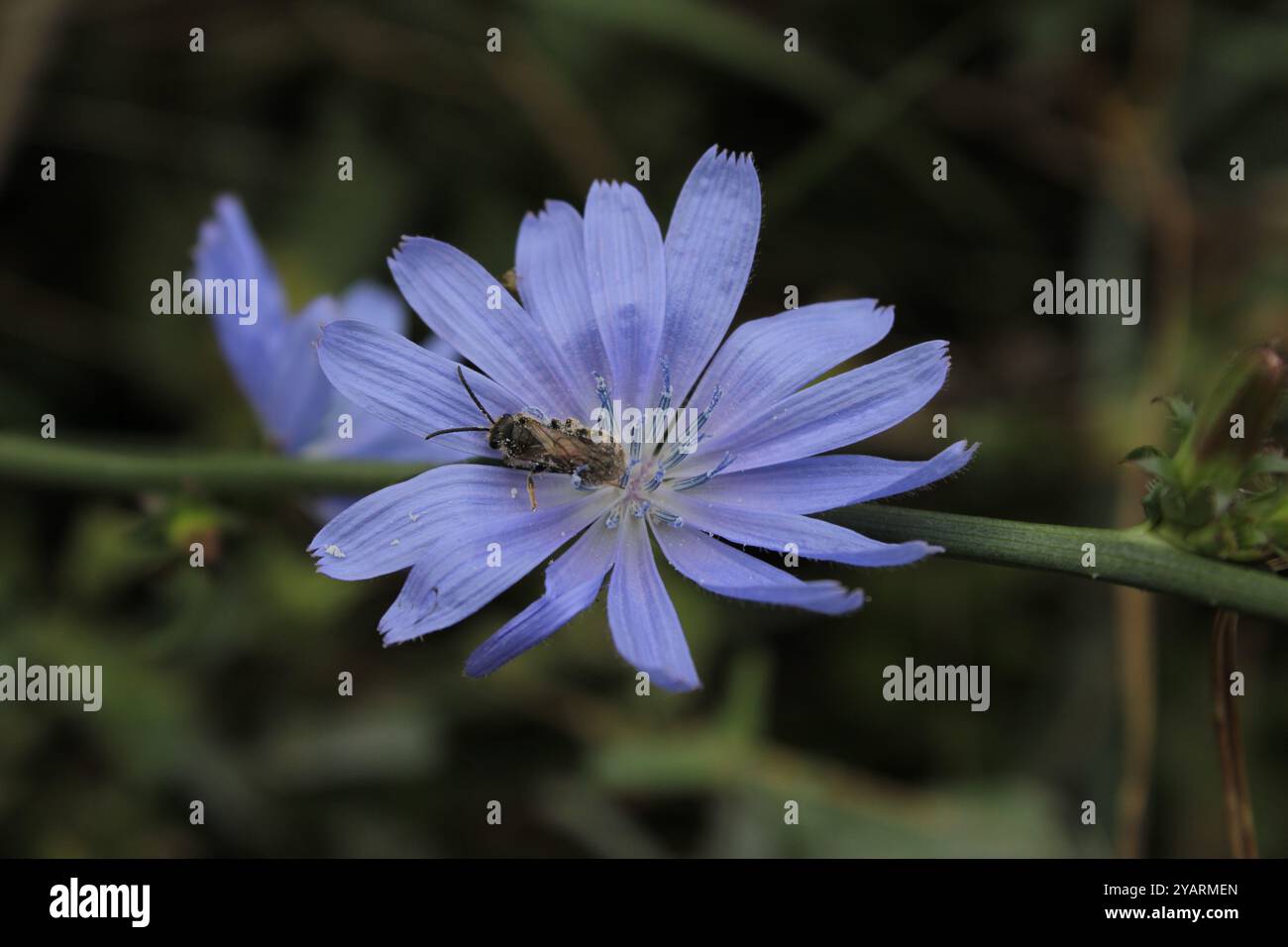 The bright blue flower captures attention with its rich color, while an ...