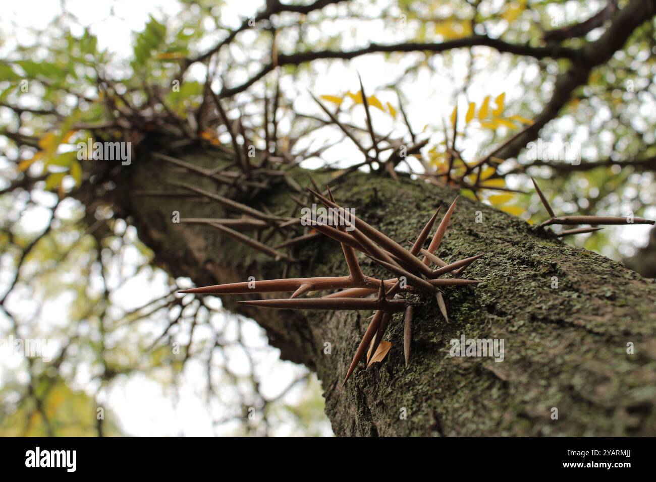 Fierce characteristics hi-res stock photography and images - Alamy