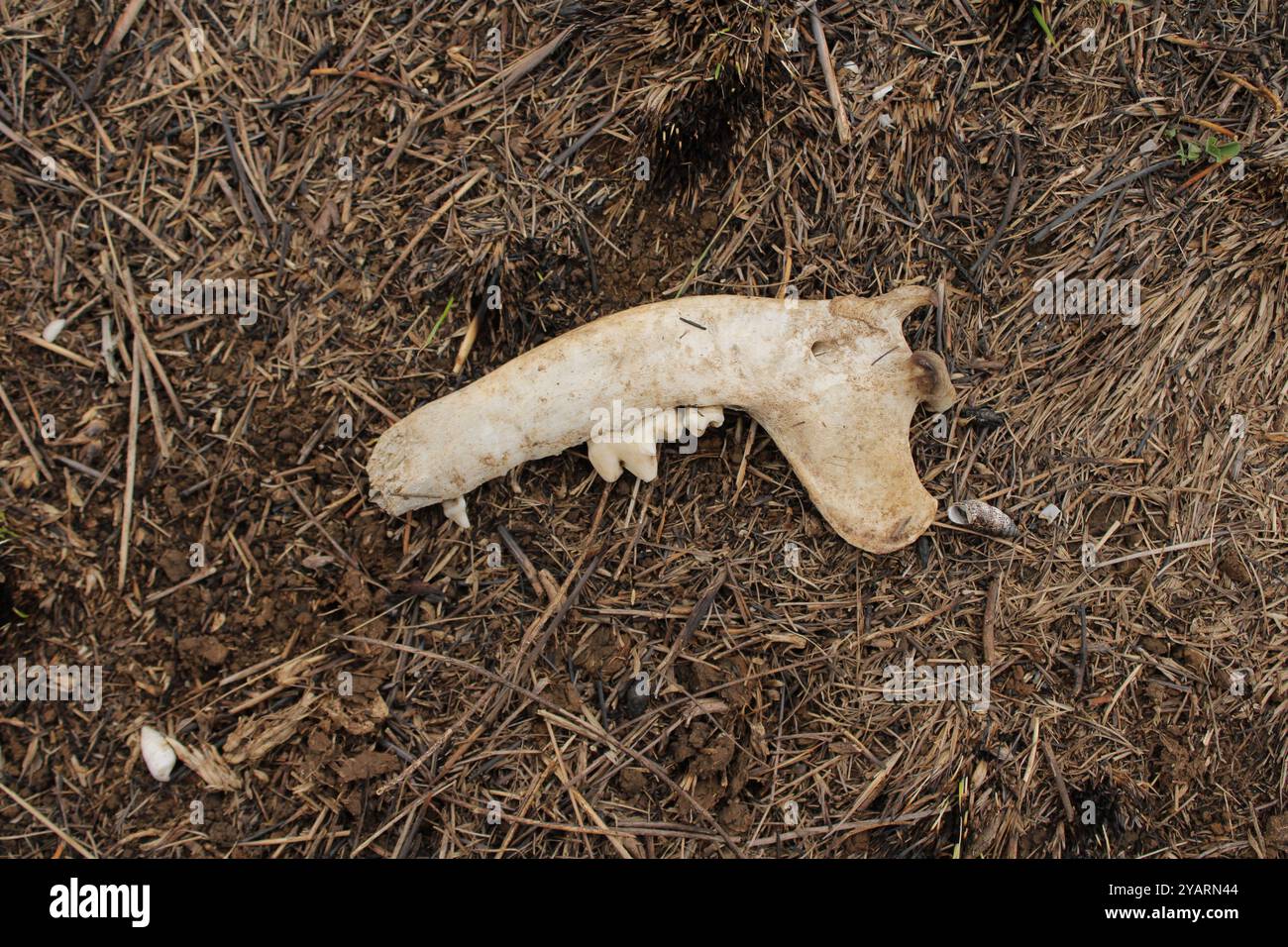 A bone with teeth, belonging to an unknown animal, lies on the ground ...