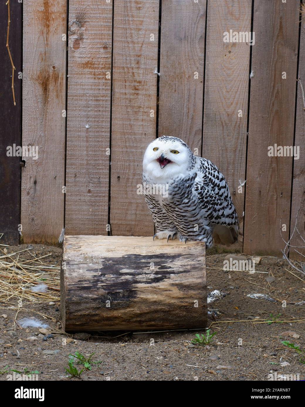 The Snowy owl opened its beak. The Snowy owl lives in a zoo. The owl's ...