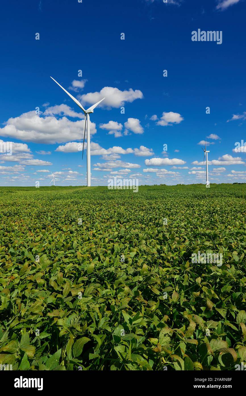 Wind turbines stand over a field of soybean plants in Missouri Stock ...