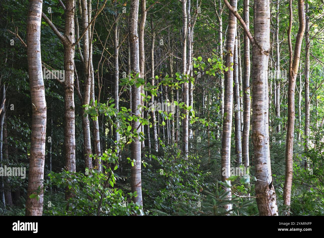 Birch trees forest hi-res stock photography and images - Alamy