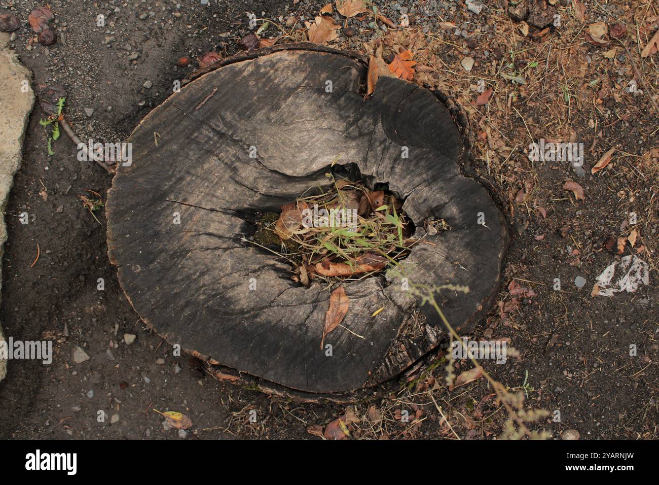 A stump of a cut tree with a distinctive hole in the center, adding ...