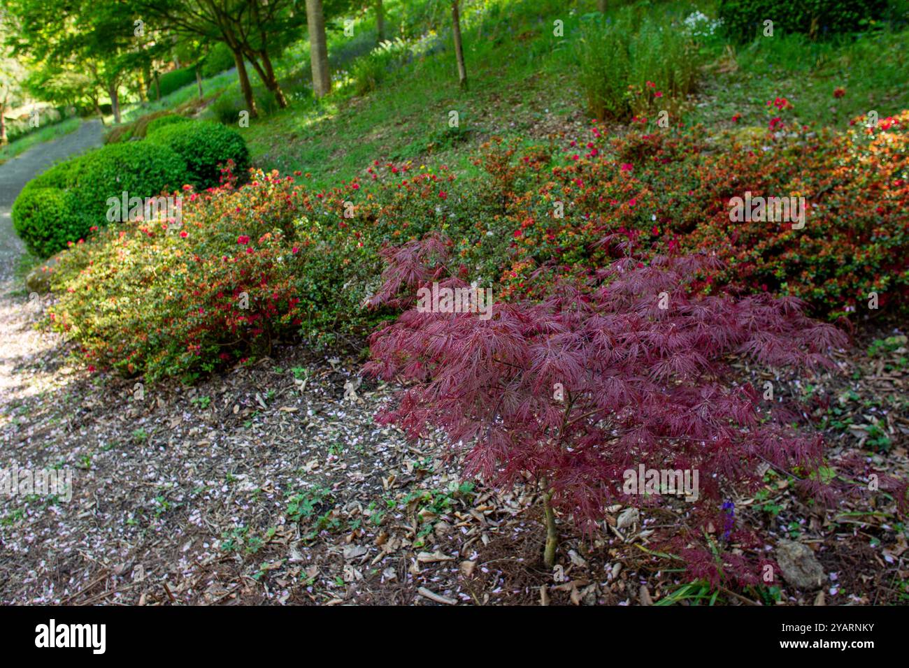 Amazing view on garden path- Japanese maple (red maple) and awe nature ...