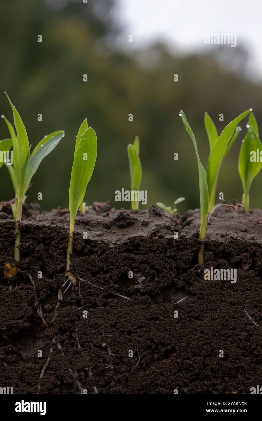 Young corn plants roots hi-res stock photography and images - Alamy
