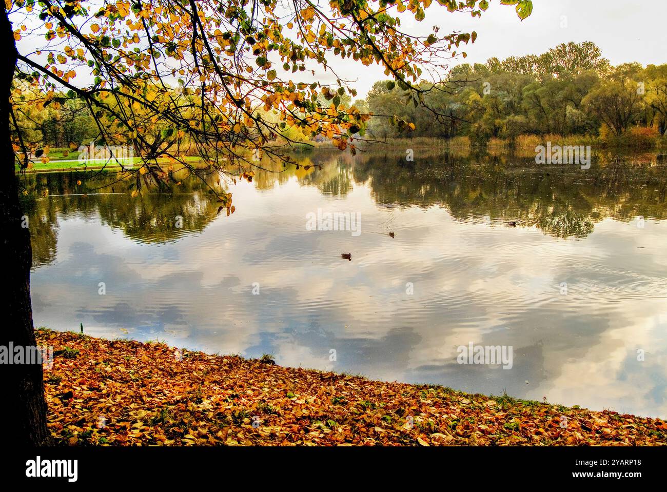 Fantastic Autumn in London suburb - lake and yellow leaves and ducks in ...