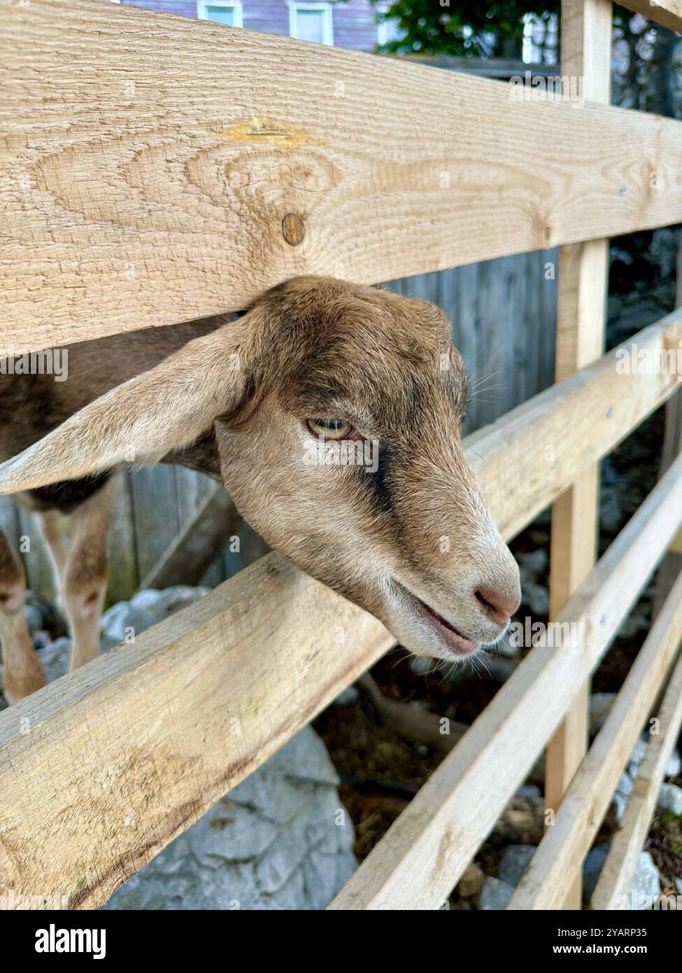 A photograph captures a friendly goat eating from a human hand on a ...
