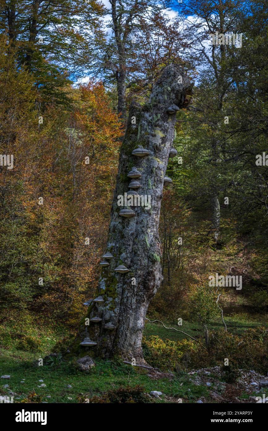 V colorato hi-res stock photography and images - Alamy