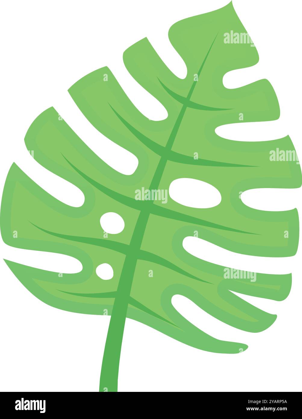 Single green monstera leaf growing upwards, with iconic splits and ...