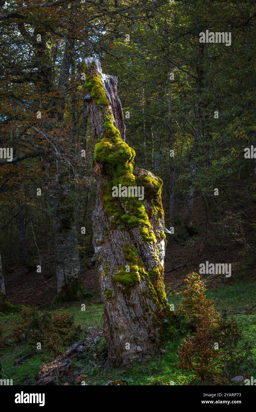 Dead beech tree attacked by the lignicolous fungus with the ...