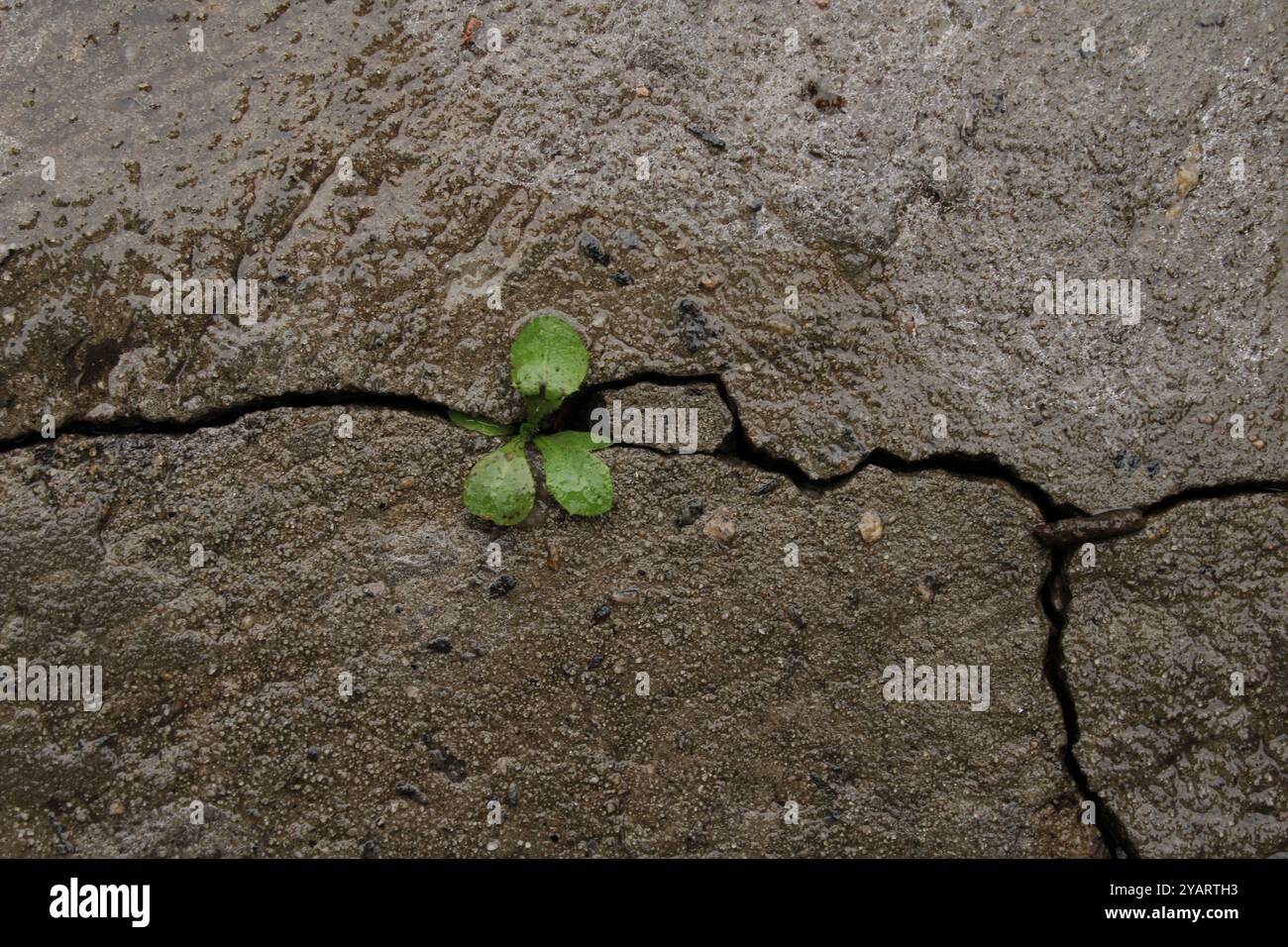 The small plant growing from a crack in the concrete is a symbol of ...