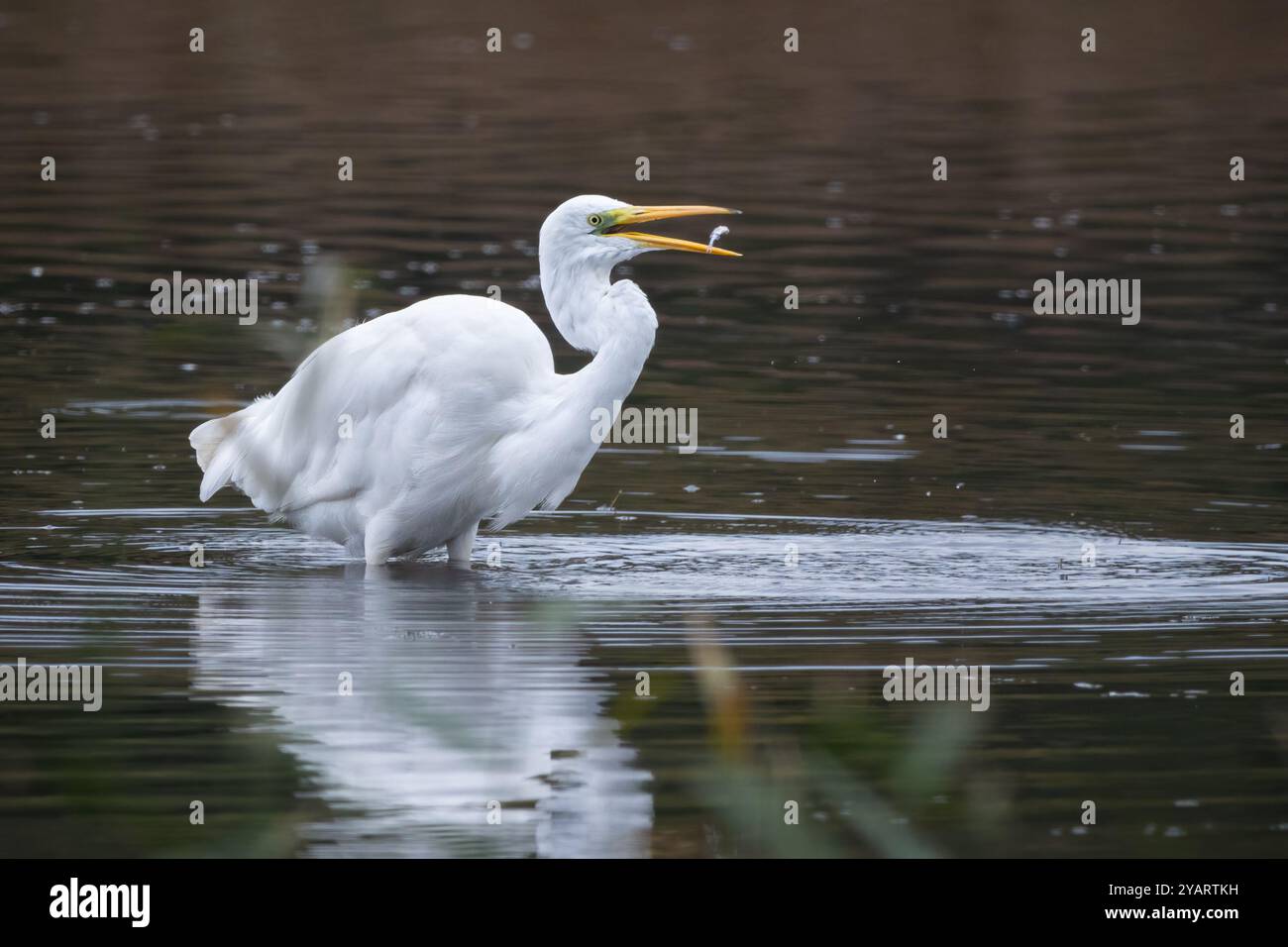 Rare great white egret ardea hi-res stock photography and images - Alamy