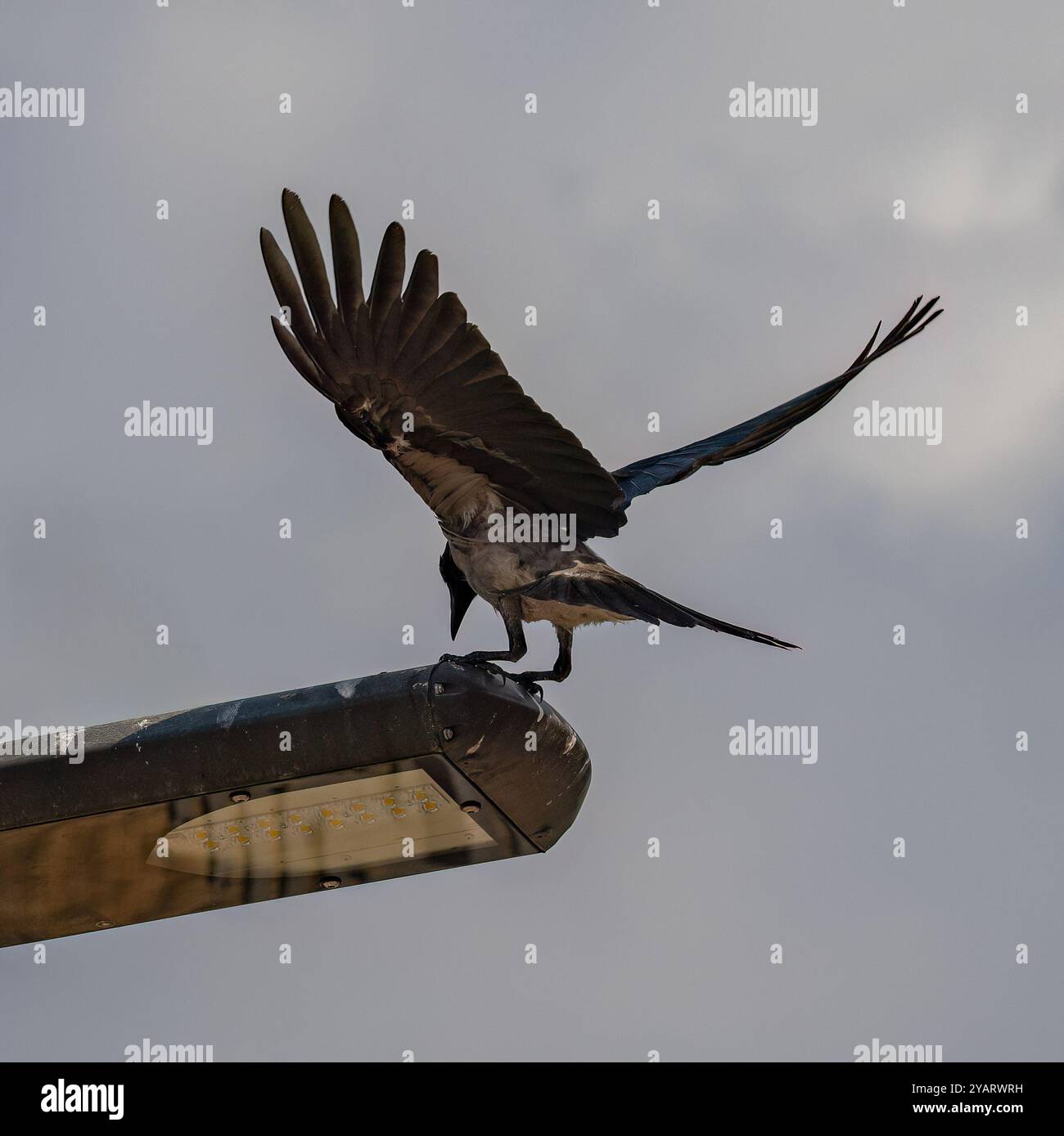 Crow landing hi-res stock photography and images - Alamy